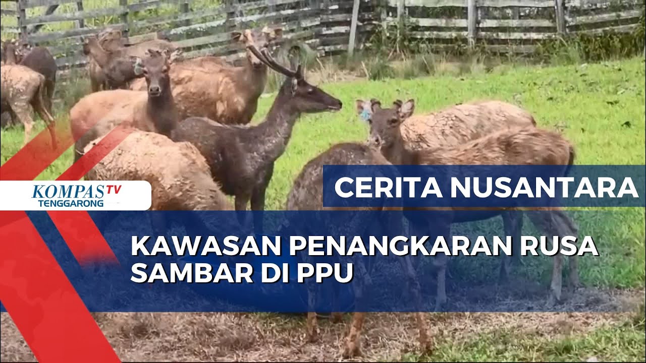 CERITA NUSANTARA : Kawasan Penangkaran Rusa Sambar Di PPU - YouTube