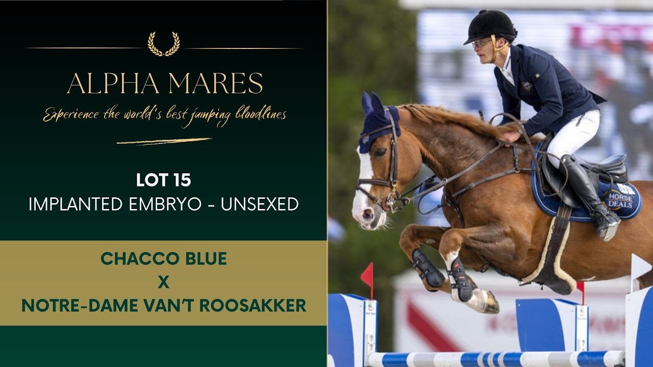 Alpha Mares Auction - Lot 15 - Chacco Blue X Notre Dame van't Roosakker - YouTube