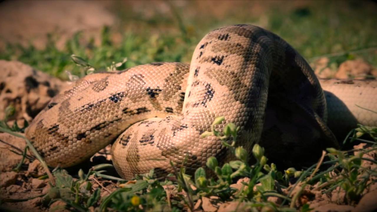 Iran’s Reptiles Documentary Series (2011) Official Trailer - YouTube