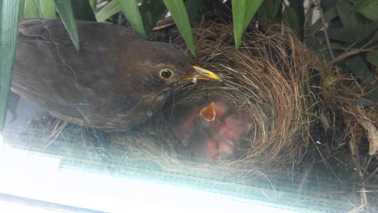 Newly Hatched Blackbird Chicks Day 2 - YouTube