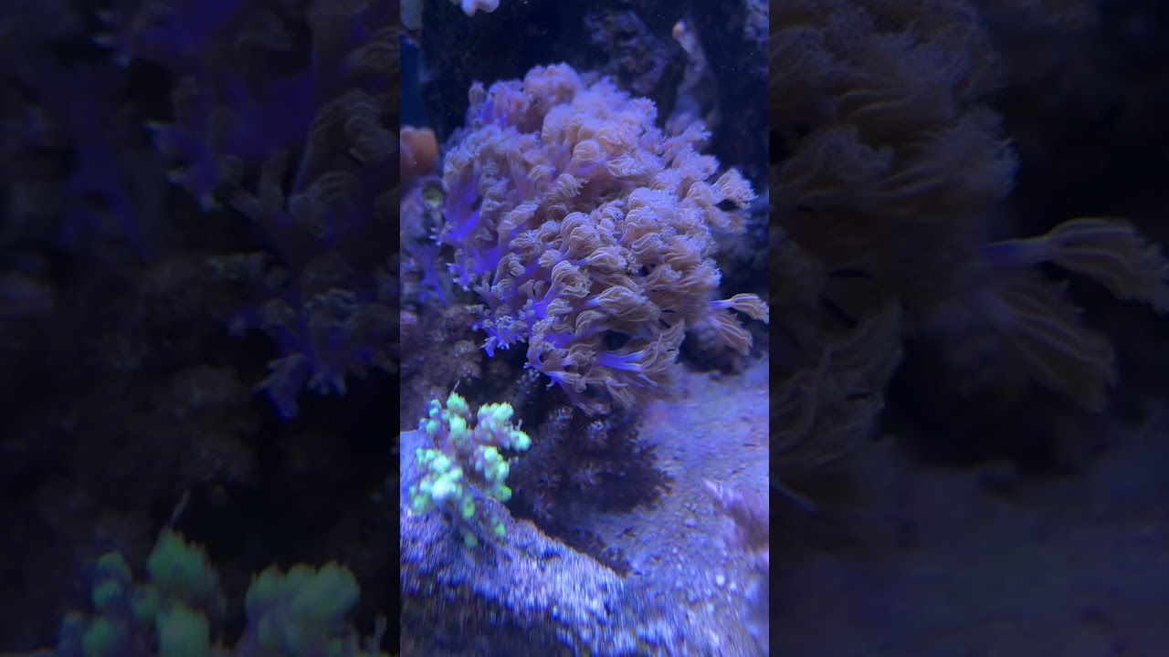 Cespitularia Infirmata - YouTube