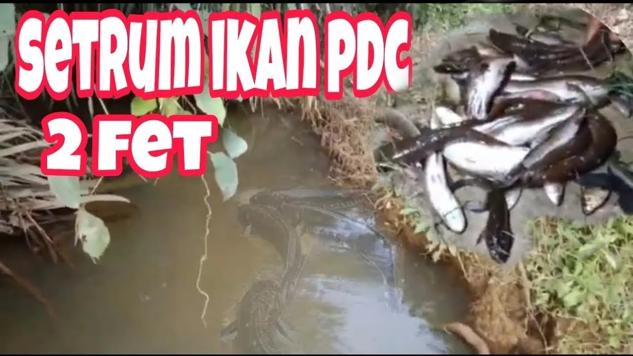 Tes setrum ikan pdc 2fet - YouTube