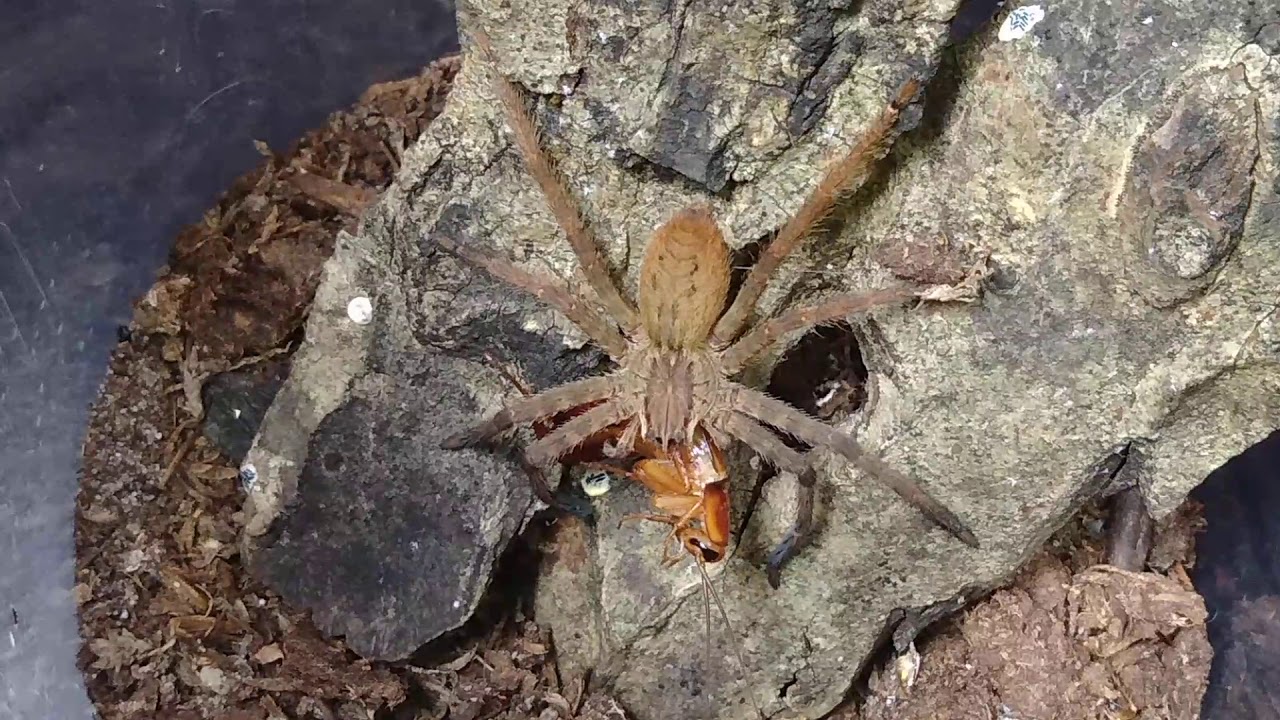 Tiger wandering spider post kill/pre feed behavior in time lapse - YouTube