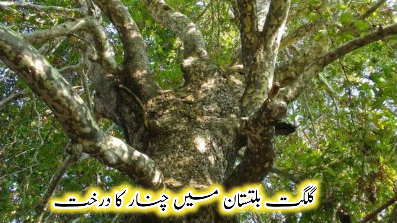 Gilgit Baltistan Me Chinar Ka Darkhat || Chinar Tree in Pakistan ...
