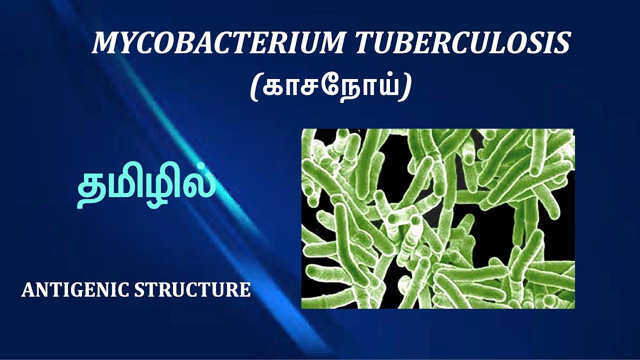 Antigenic Structure Of Mycobacterium Tuberculosis Causative Agent Of antigenic-structure-of-mycobacterium-tuberculosis-causative-agent-of