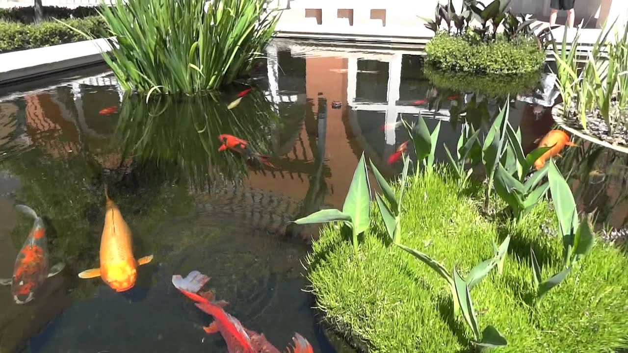 The Koi Pond at Simi Valley Town Center - YouTube