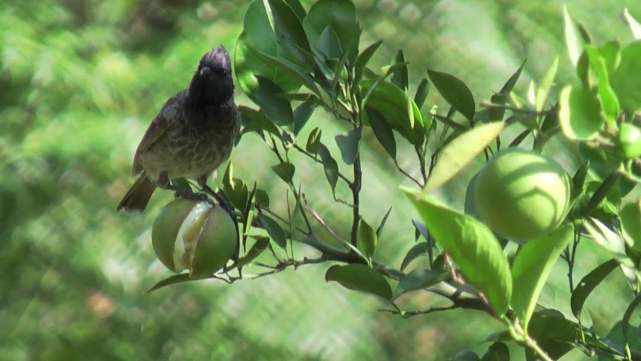 Village Hadda sargodha, punjab, pakistan, Sights and sounds, - YouTube