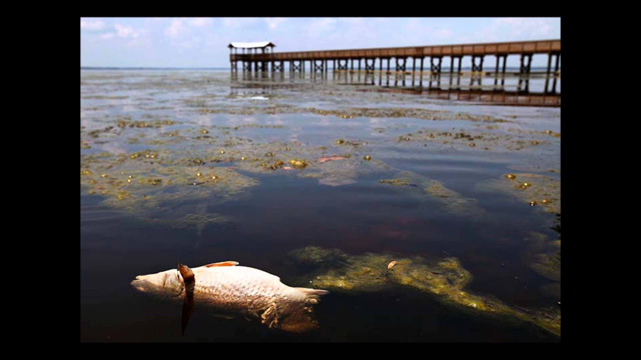 Environmental Exploitation Awareness Video - YouTube