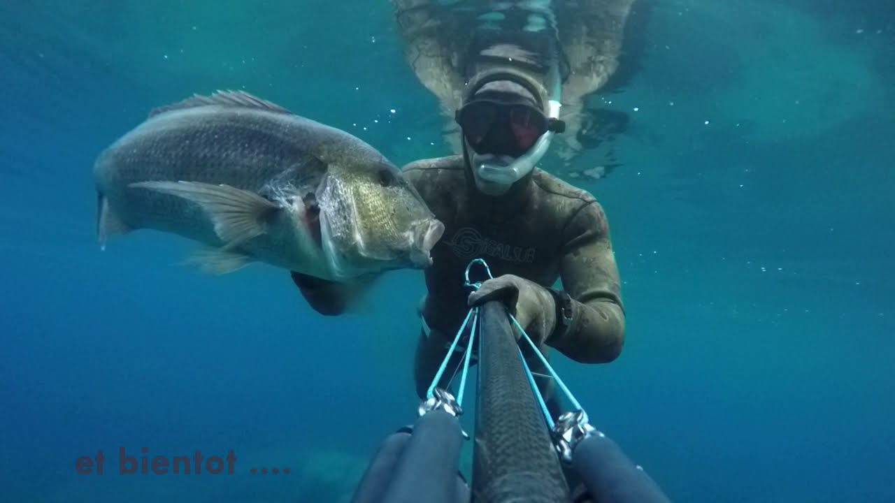 Gros Dentis / spearfishing mediterranean dentex #spearfishing dentex ...