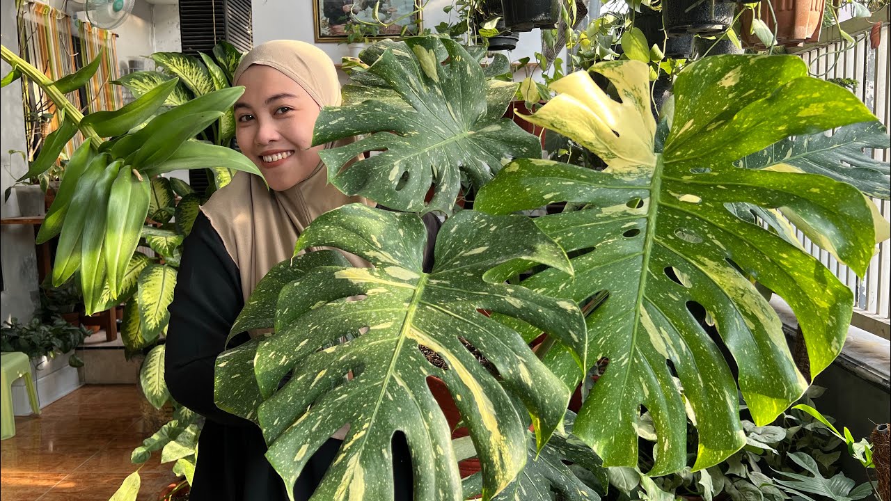 Jual monstera variegata | monstera thai constellation corak mewah - YouTube
