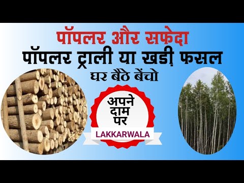 Poplar tree farming india | Poplar Ki Kheti | Lakkarwala | Naee Kheti ...