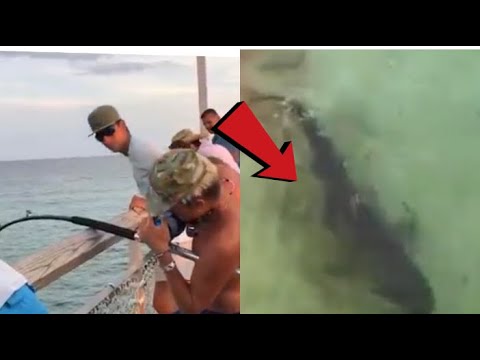 GIANT TIGER SHARK from PIER! (Okaloosa island peir) - YouTube