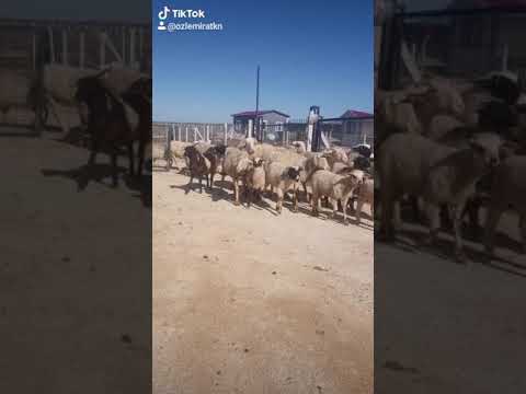 Son gelen kuzu / kuzucuk / kuzular / komik / öykümira / canımıniçi