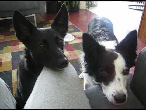 Hali the Border Collie and Blink the Mutt dog- cute tricks! - YouTube