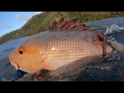 RED BASS || RED SNAPPER || SPEARFISHING PHILIPPINES! - YouTube