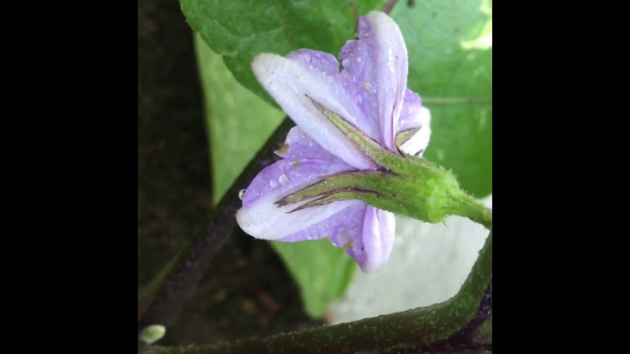 Eggplant Flower Plant | Talong - YouTube
