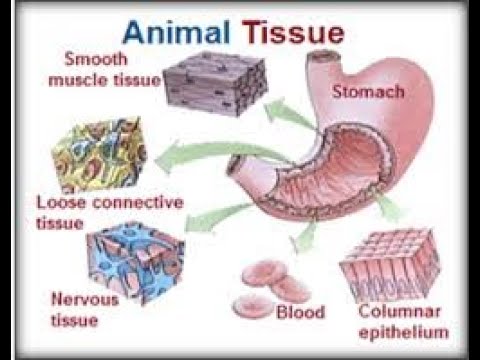 Histology / human tissue /explained in Nepali / Class XII Biology ...