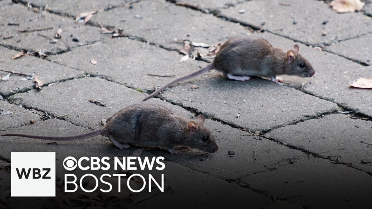 Boston to collaborate with other cities to combat rat problem - YouTube