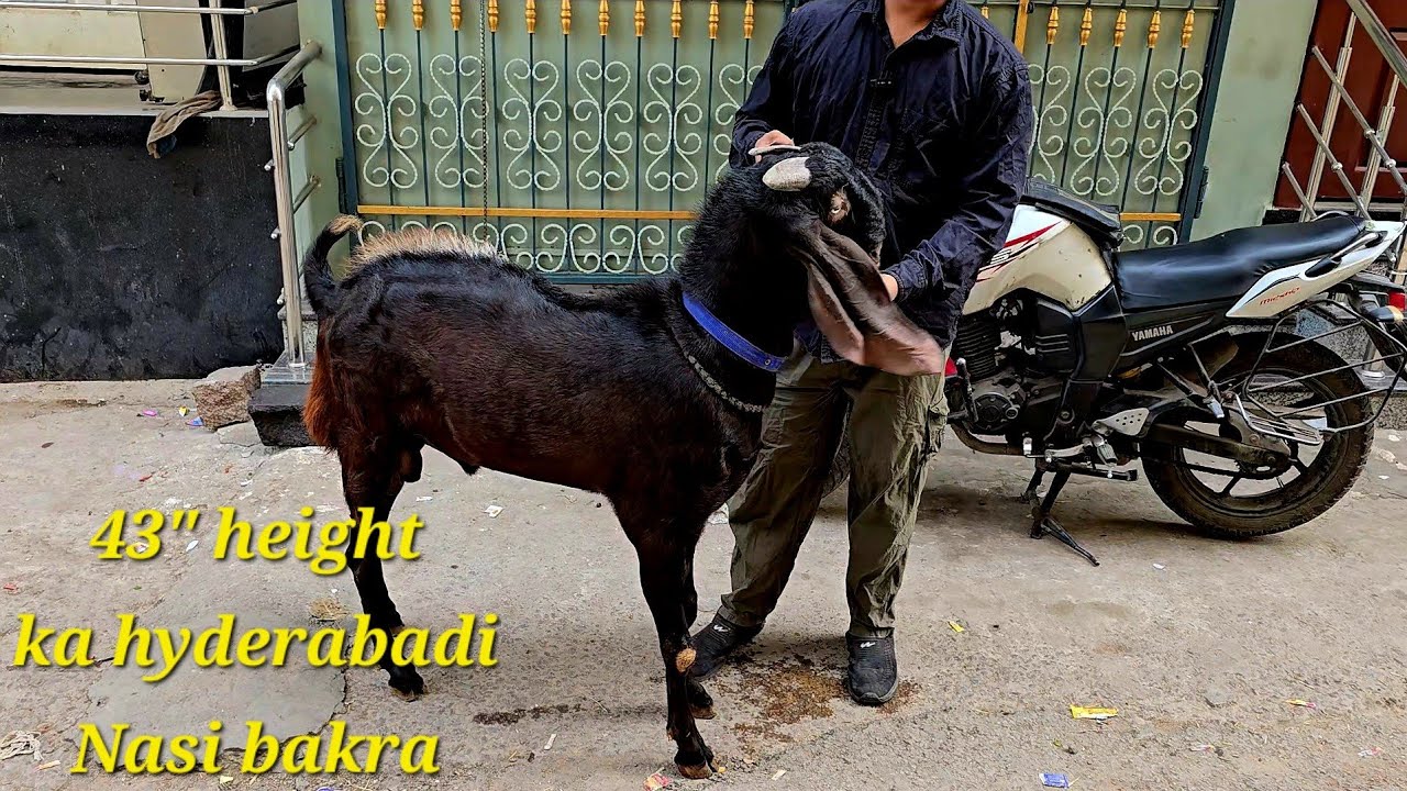43" height wala hyderabadi bakra | hyderabadi Nasi breeder available in ...