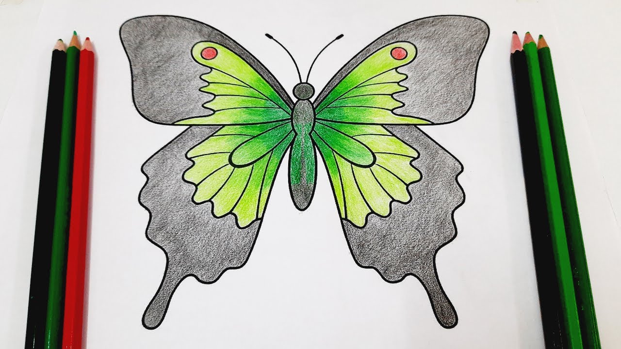 How to color Butterfly Drawing | Color Pencil | Pencil Art - YouTube