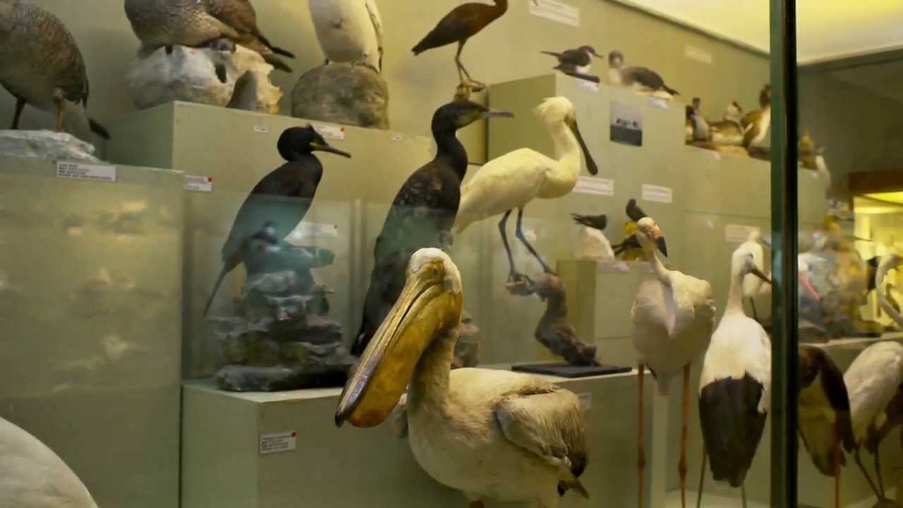 Il-Mużew ta' l-Istorja Naturali - YouTube
