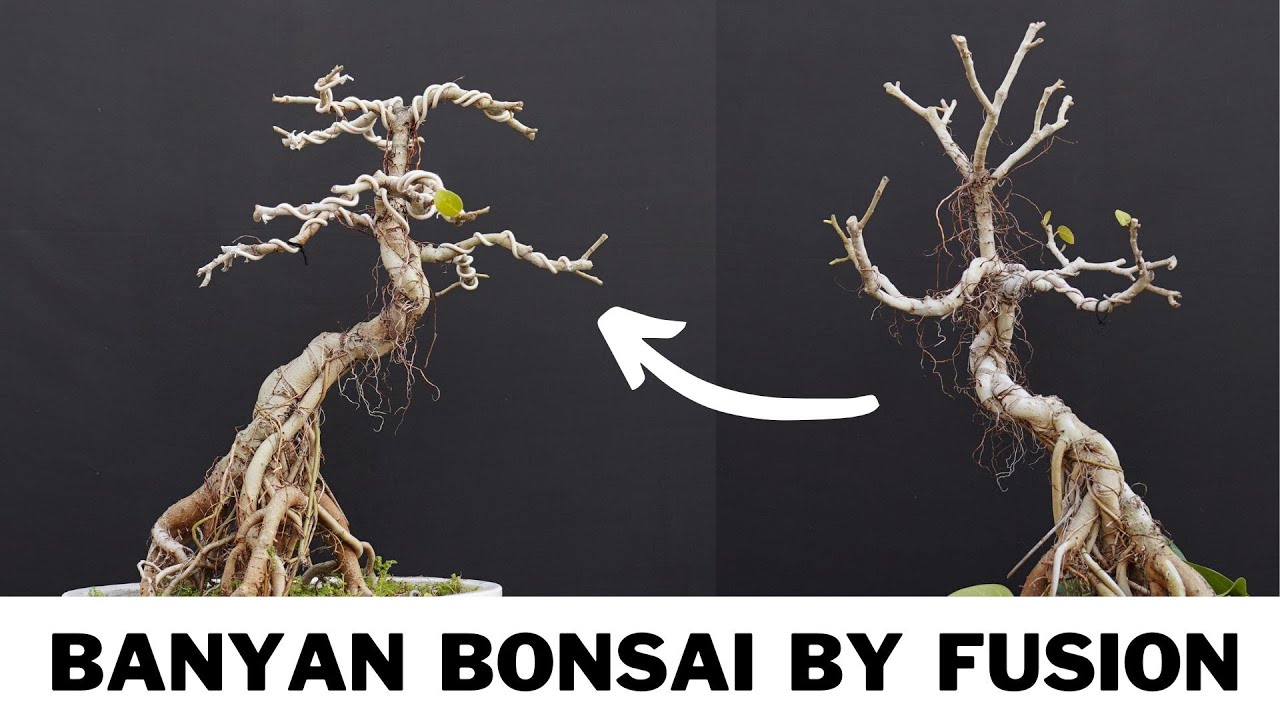 How to Make Bonsai By Fusion Technique / Update - YouTube