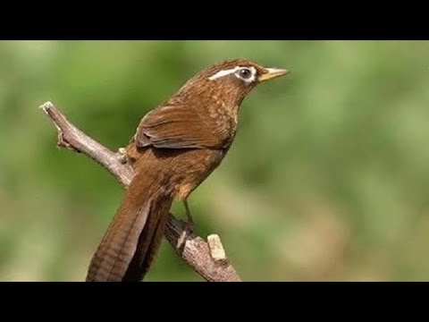 CLEAR SOUND ( The song of the wambi bird ) - YouTube