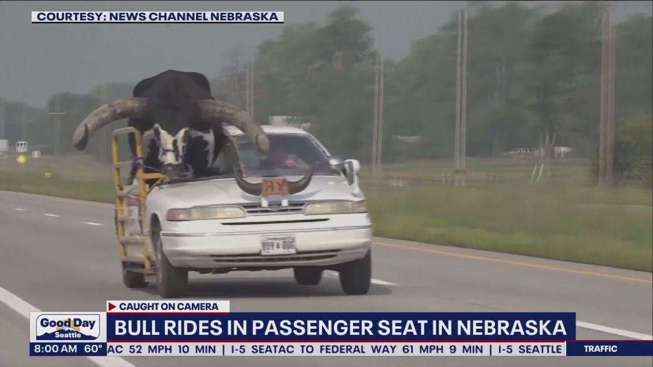 Bull rides in passenger seat in Nebraska - YouTube