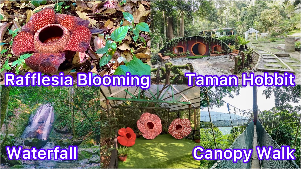 Rafflesia Blooming at Poring Hot Spring Ranau,Sabah,Malaysia. Bunga ...