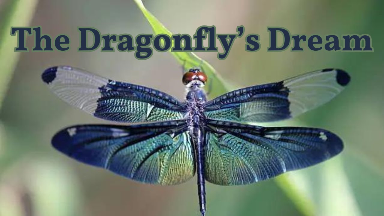 The Dragonfly's Dream (gene key 55) - YouTube