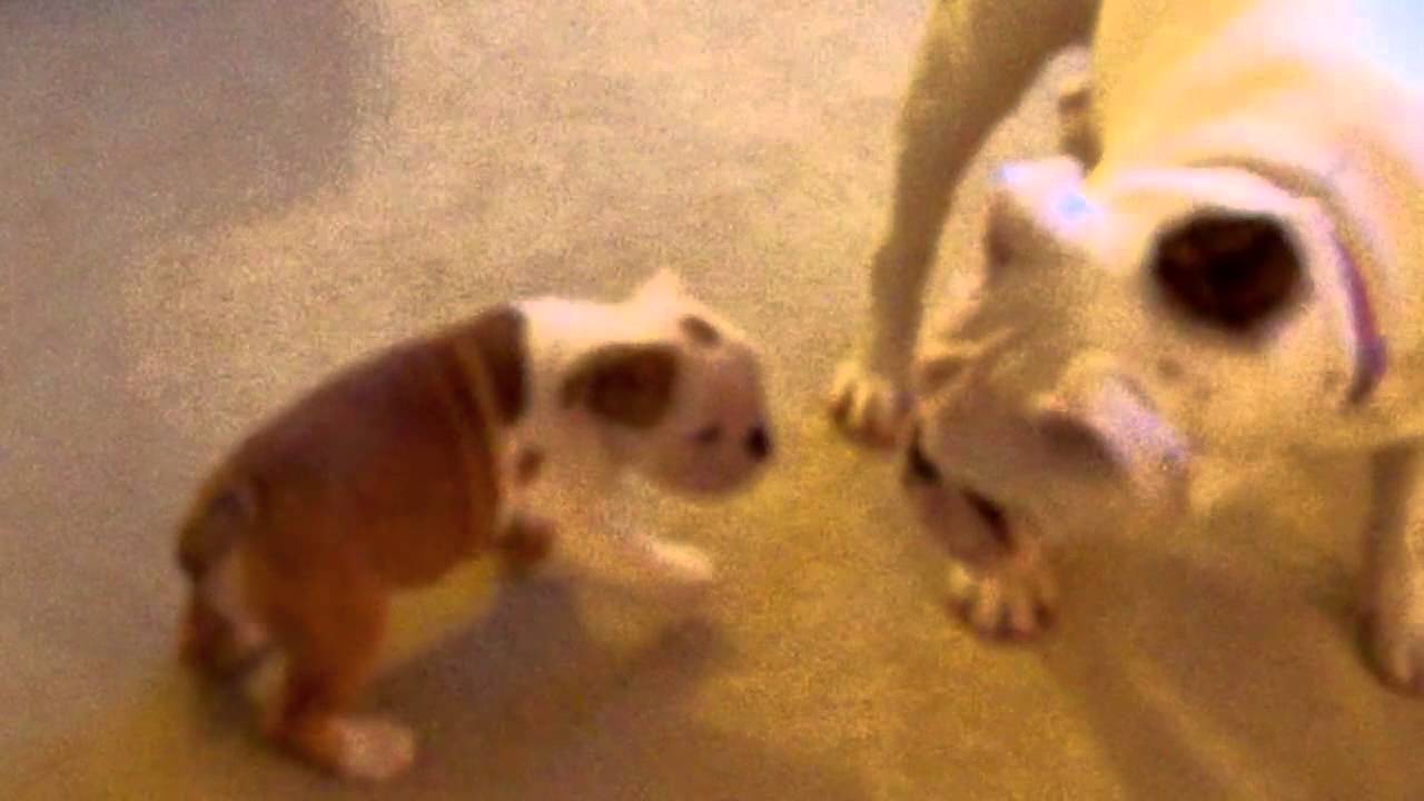 20120129_Bella & Bubbles Continue 1st Meet & Greet - YouTube