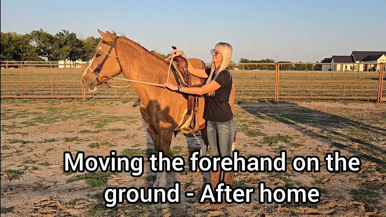 Groundwork lesson - Moving the forehand on the ground with older horses - YouTube