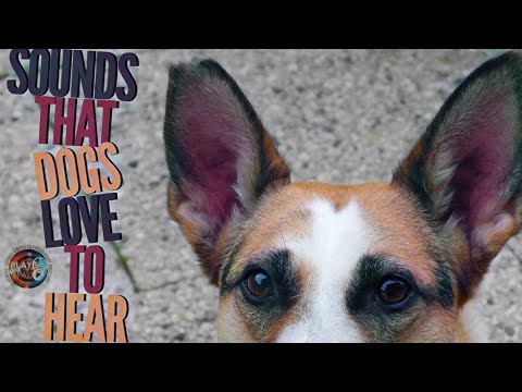 Sound Of Squeaky Dog Toy / Sounds That Dogs Love To Hear / Squeaky Dog ...