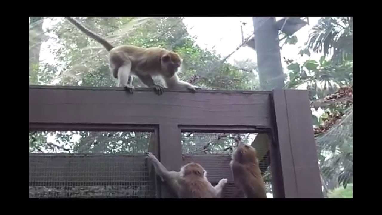 Monkey attack - Malaysia (Kuala Lumpur) Rhesus macaque / Małpy walczą - YouTube