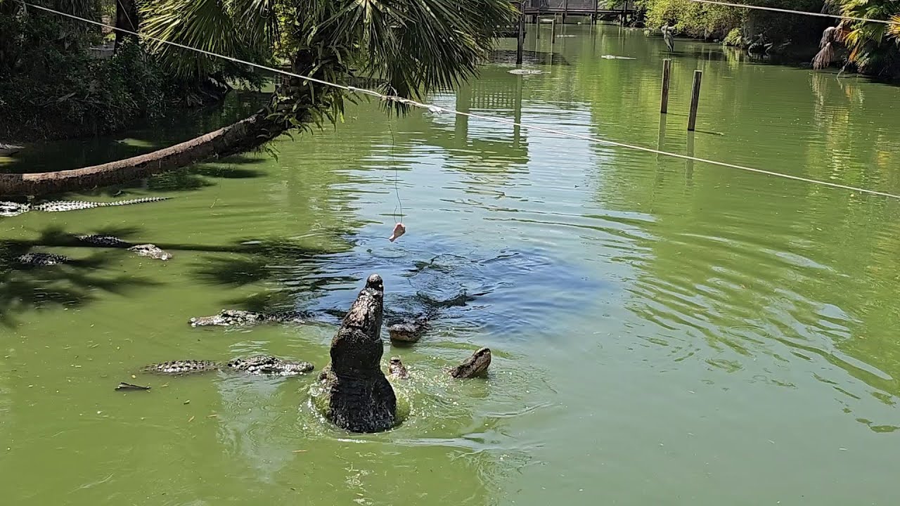 Fantastic Alligator Feeding Video with Great Information about ...