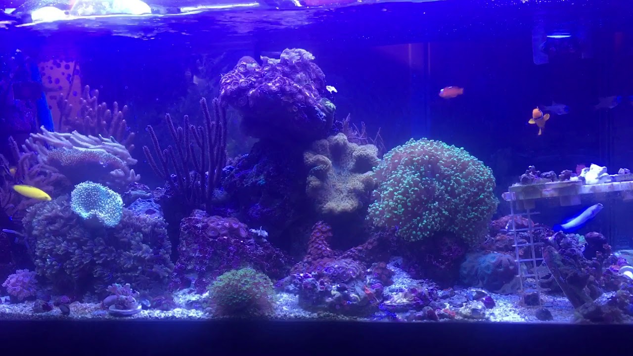 40 Gallon Peninsula Reef Tank / Display Refugium - YouTube