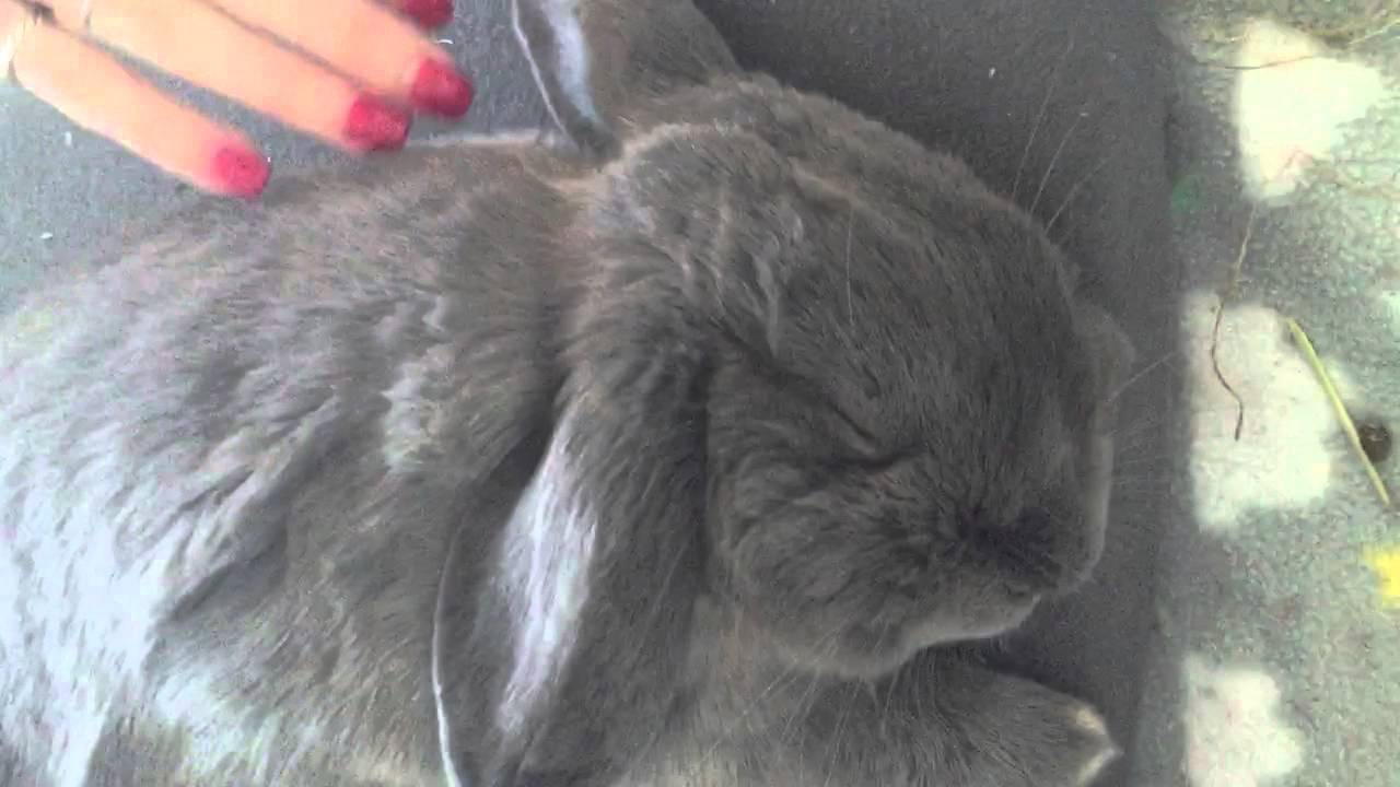 Grumpy Sleeping - YouTube