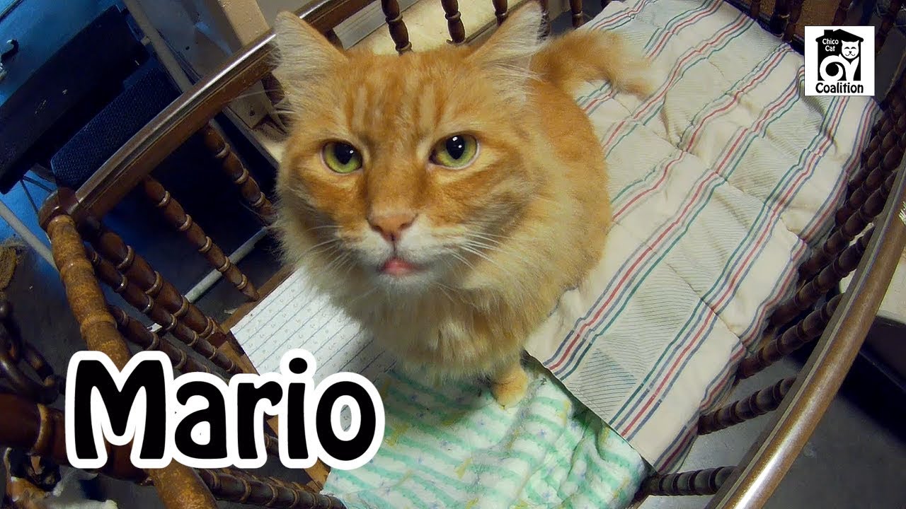 Mario | Orange Tabby Domestic Long Hair Cat | Volunteer - YouTube