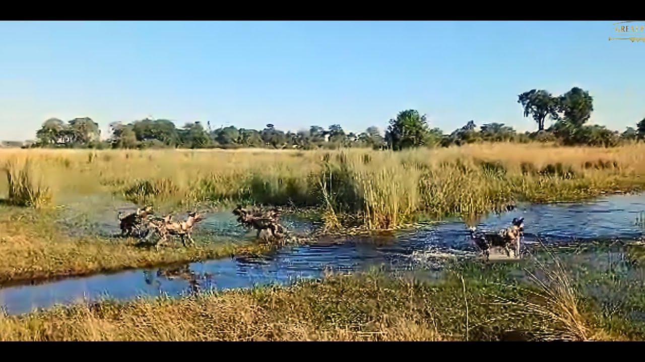 Wild Dogs Battle Each Other | Great Plains Conservation - YouTube
