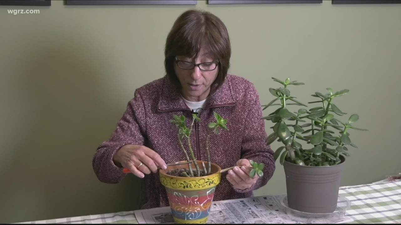 2 the Garden: Tips to bring your plants back to life - YouTube