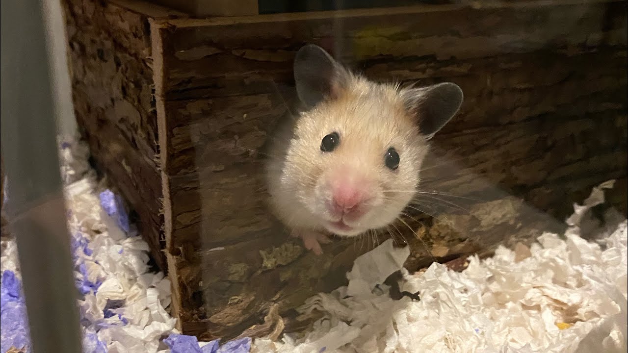 Setting up the IKEA Detolf hamster cage! - YouTube