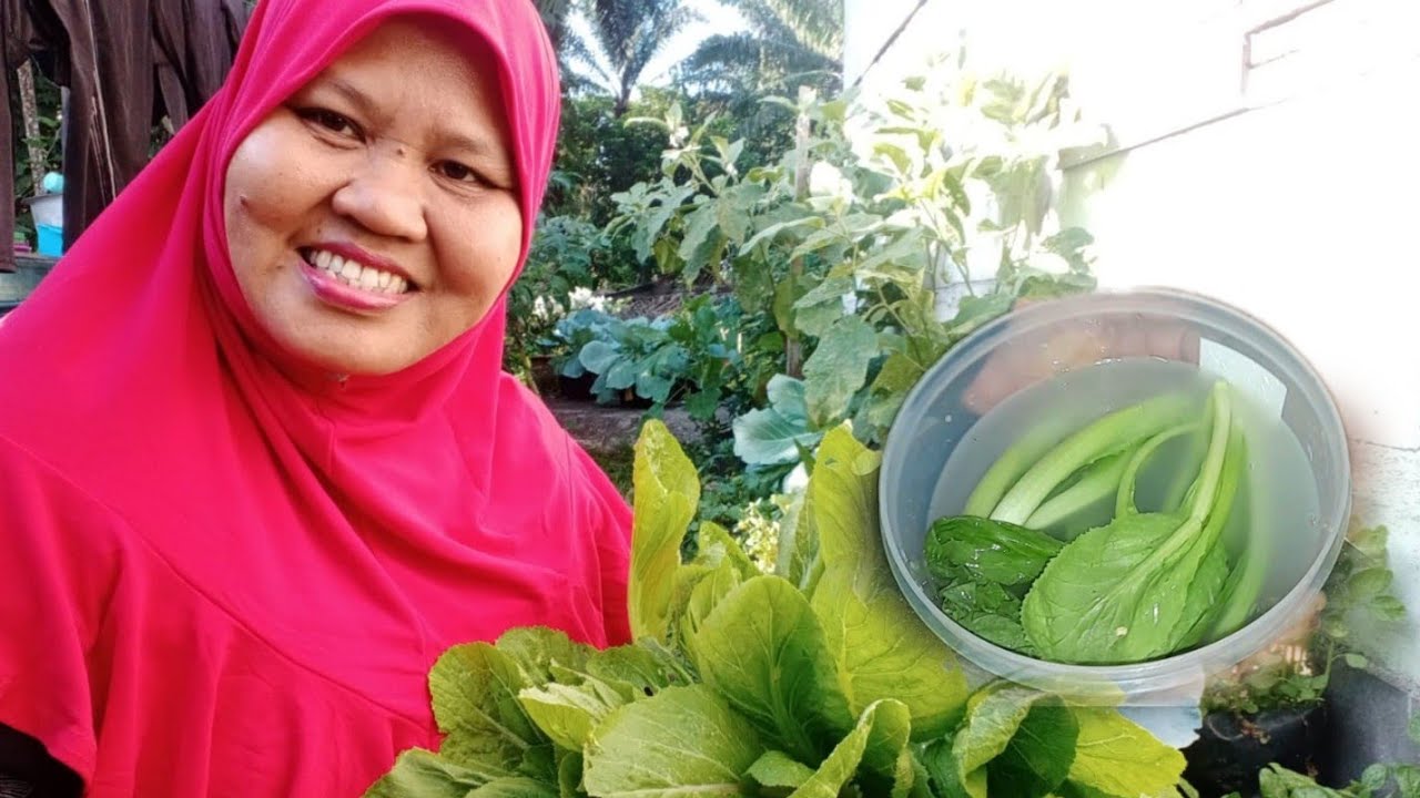 cara buat jeruk sawi pahit by kak nur @tip rangup Dan sedap - YouTube
