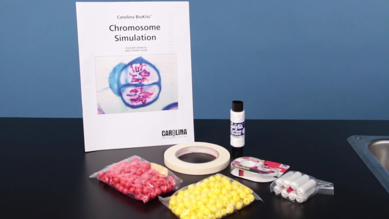 Chromosome Simulation Kit - YouTube