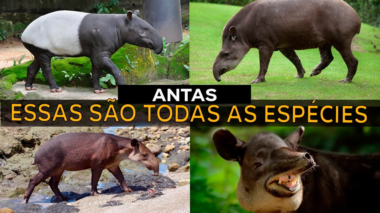 Essas são todas as espécies de antas no mundo,Veja onde elas habitam ...