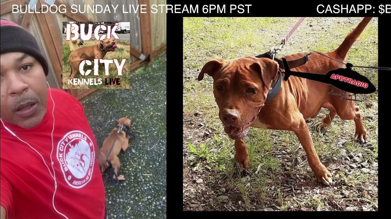 Buck City Kennels Takes Aim at Mal Kant thru PBK9s #dog #news - YouTube
