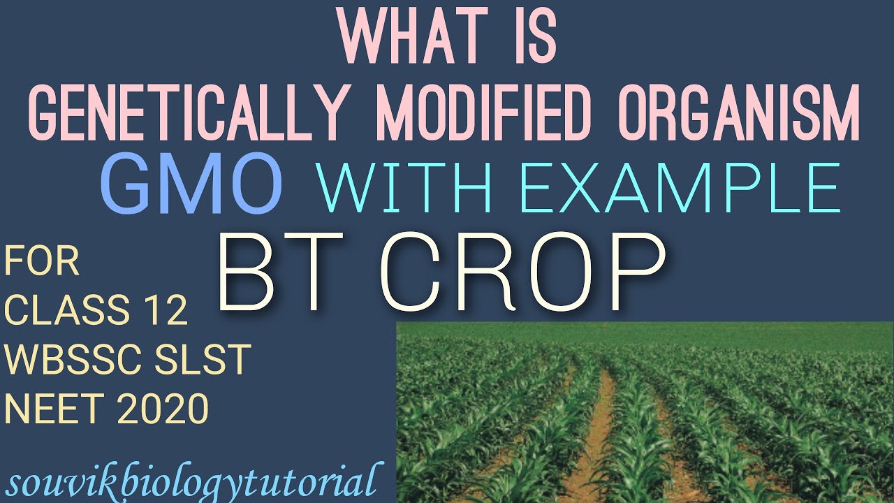WHAT IS GENETICALLY MODIFIED ORGANISM (GMO)WITH EXAMPLE | WHAT IS BT ...