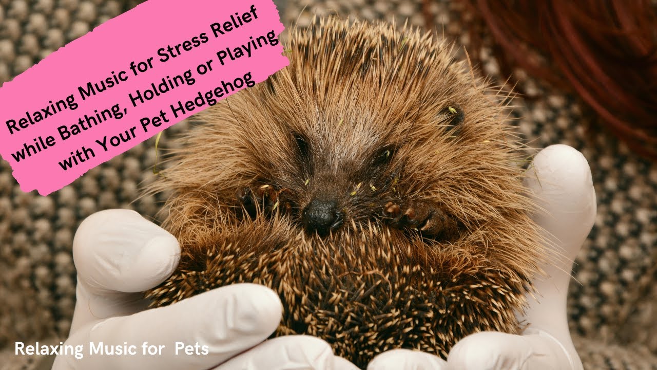 Relaxing Music for Hedgehogs Stress Relief| While Bathing, Holding or ...