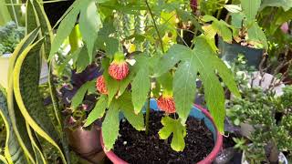 Update Of My Rooted Chinese Lantern Plant