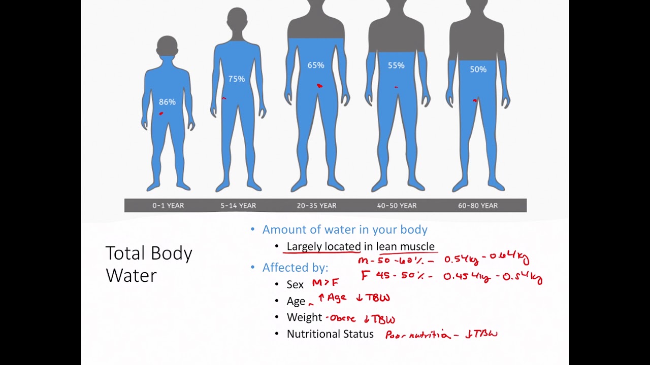 Total Body Water - YouTube