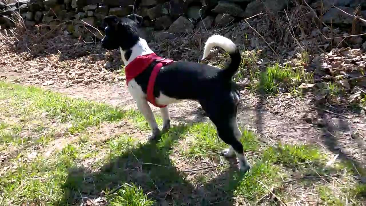 Doberman and Jack Russell first walk together. 🐶🐶 - YouTube